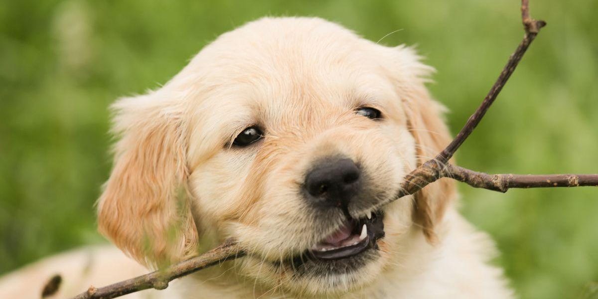 Dogs Daily - by Ahrin Jain - NTS NEWS