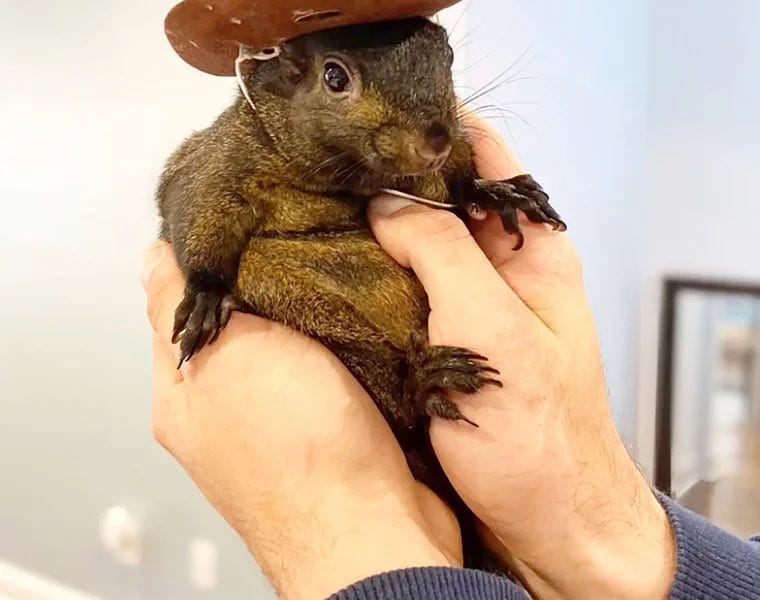 The Murder of Peanut the Squirrel - JABII’s Manifesto