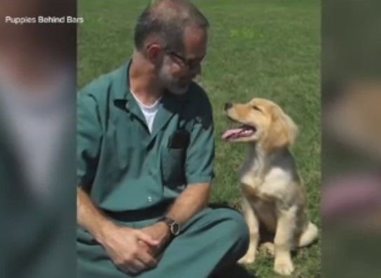 The Doggo Daily - A Million Dogs