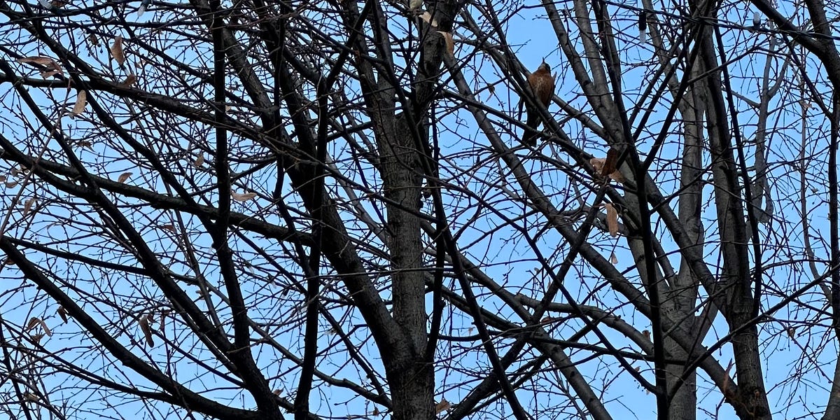 Winter Solstice Tale: The Advent Robin - by Betsy Bennett