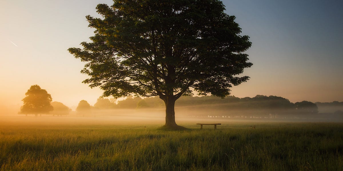 The Tree of Me - by Fabio Salvadori - One Apple A Day