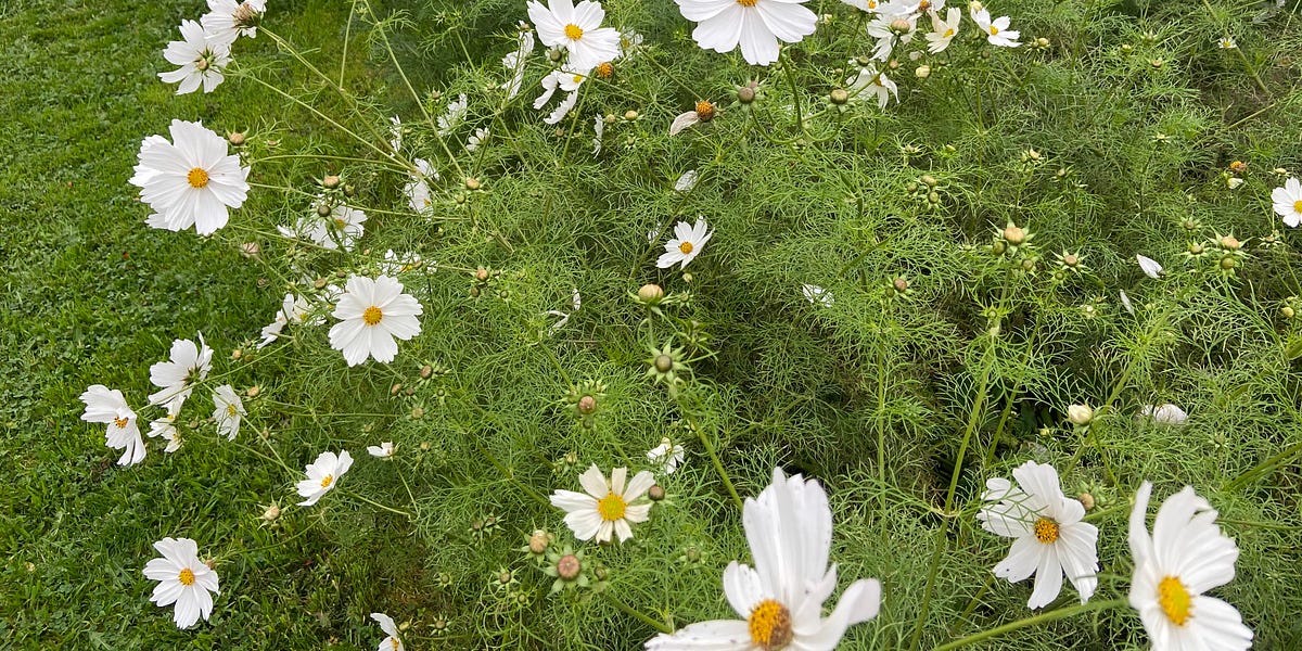 10 essential tips for choosing plants for your garden