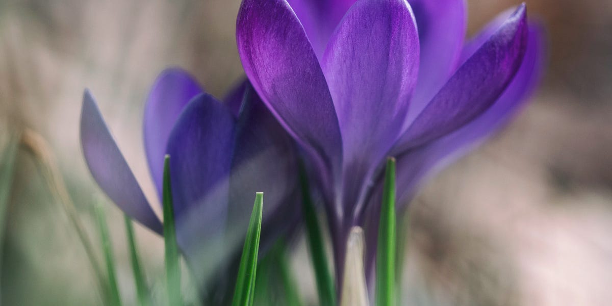 January, The Month of New Beginnings - by Jennifer Margulis