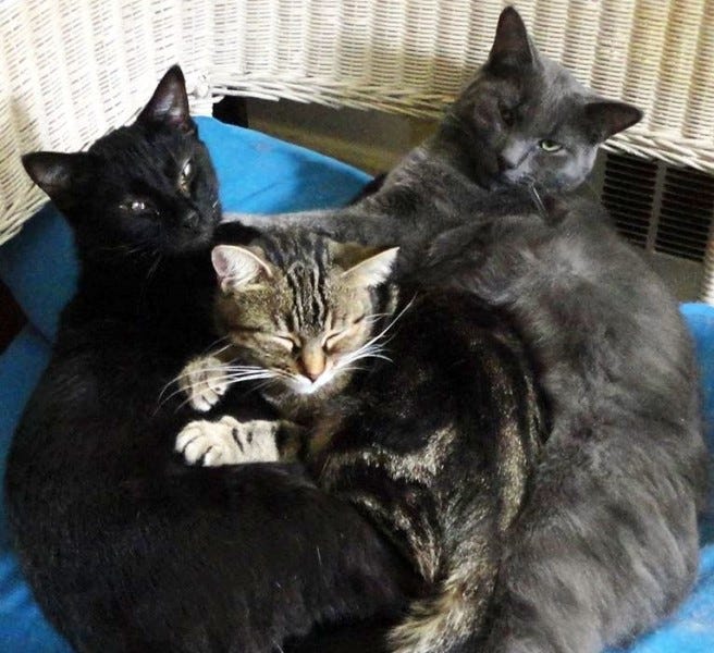 Wonkette's Top Ten Stories Of The Week Are A Little Confused TBQH