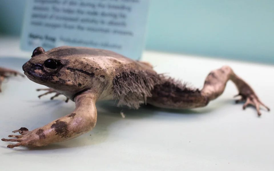 Bestiale #58 - by Leonardo Mazzeo - Bestiale