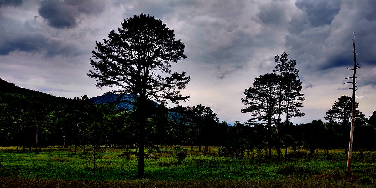 The Story Garden- - by Henry Mitchell - Drovers Gap