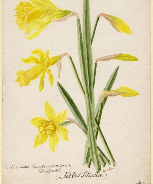 Ostara / Spring Equinox 2024 - by Saffron Dennis