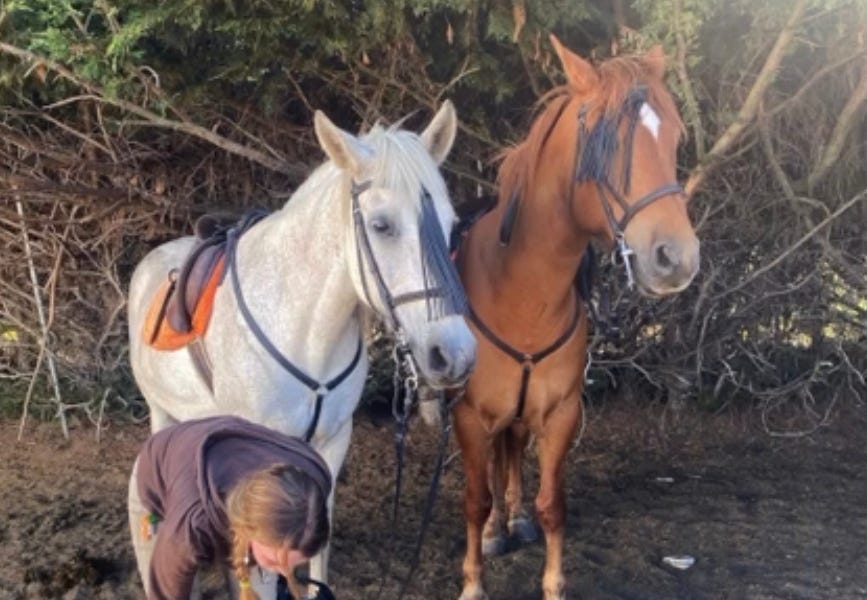 Traer las vacas a la feria - by Anabel Barnett
