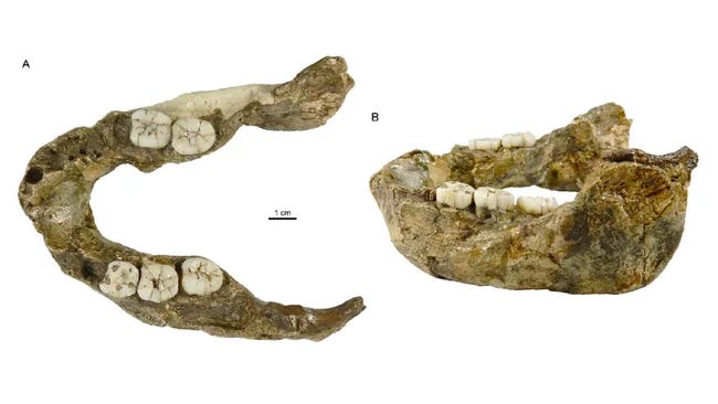 A New Face in the Hominin Family Tree: Meet Paranthropus capensis, the ...