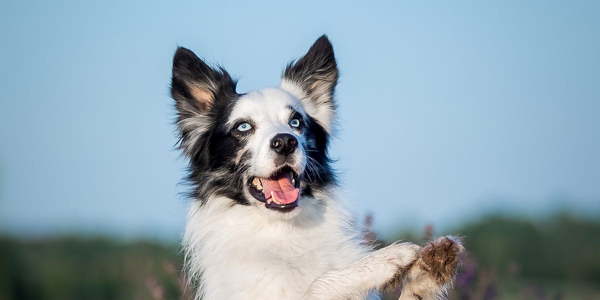 17 Years of Herding Dog Rescue - by Solitaire Miles