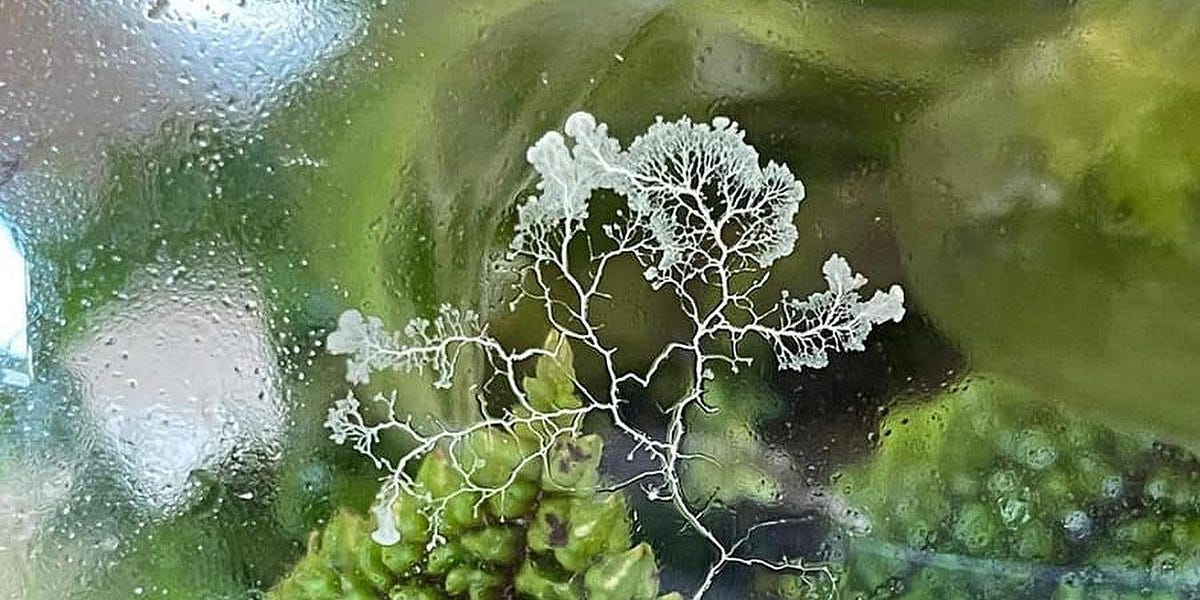 A Look Inside our Living, Breathing Organization