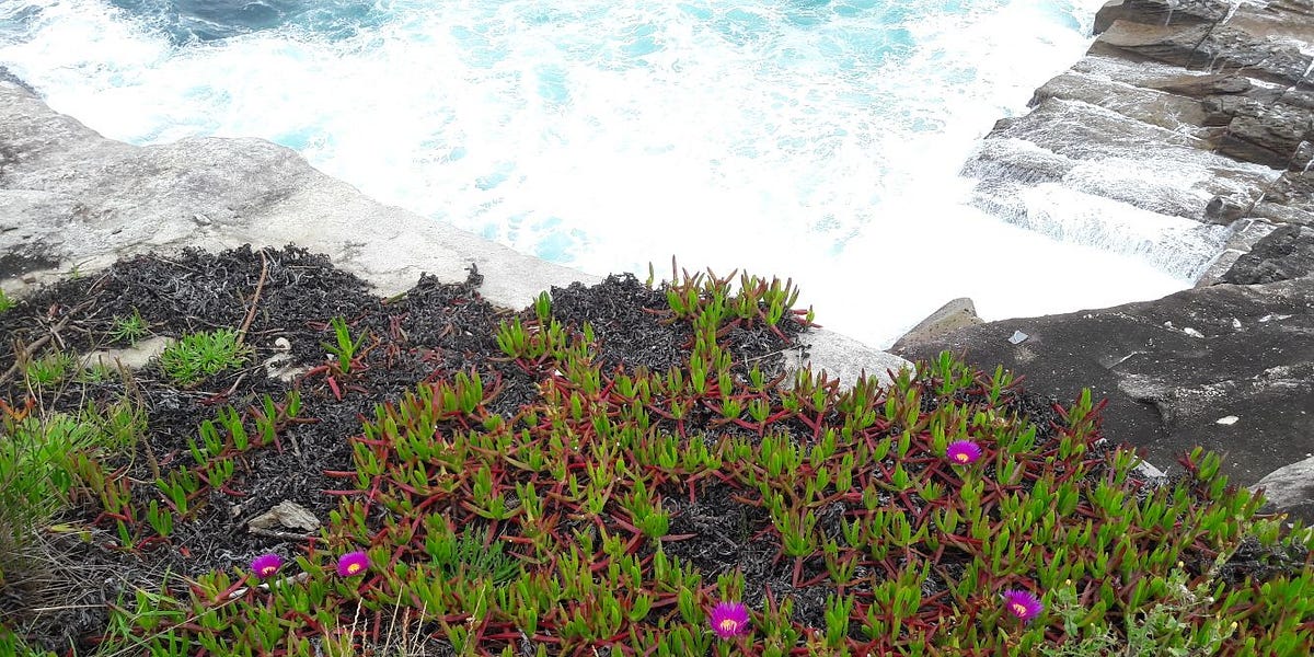 Karkalla/Pigface - by J.P. - Bush Food Forager