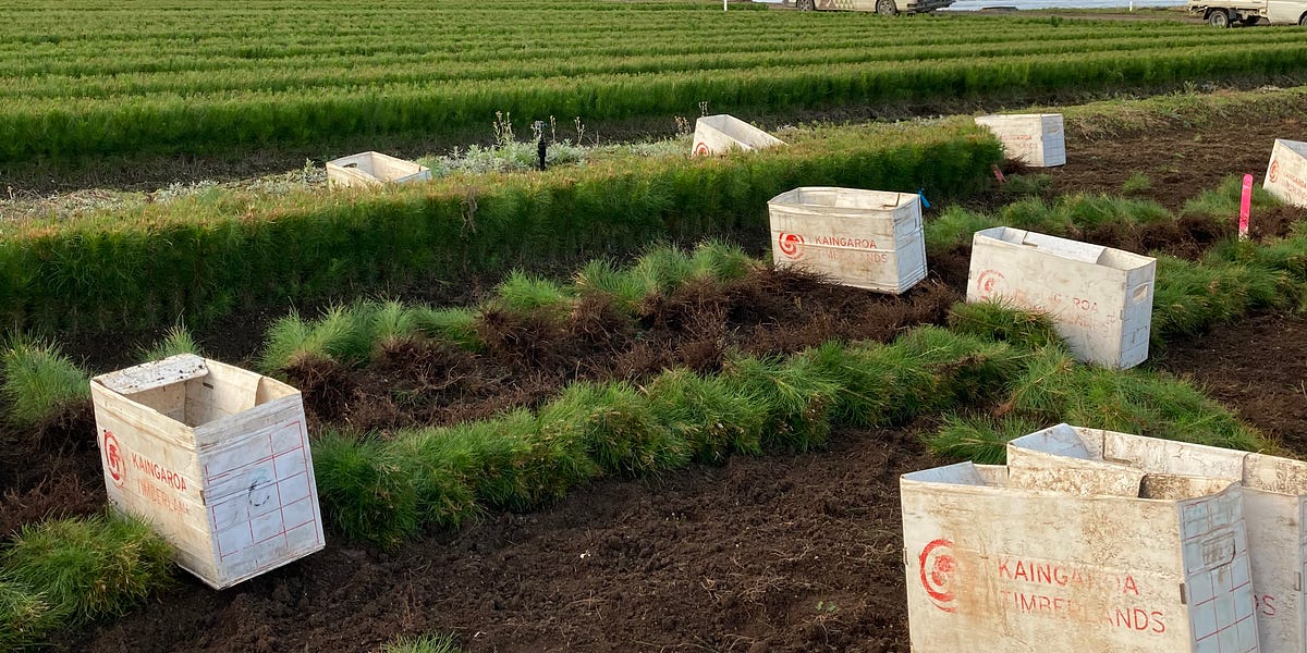 Settling in. - by Gillian Chong - Gillian’s Substack