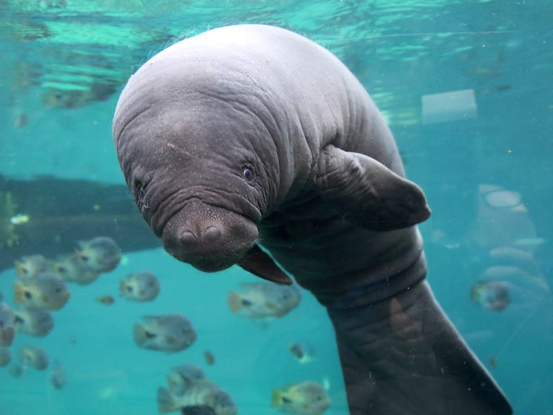 Manatees – - by Jessica Rath - Celebrating Connectedness