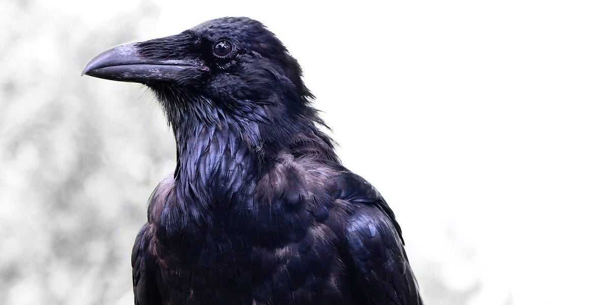 The Great Crow - by Sana Sparks - The Mind Tree