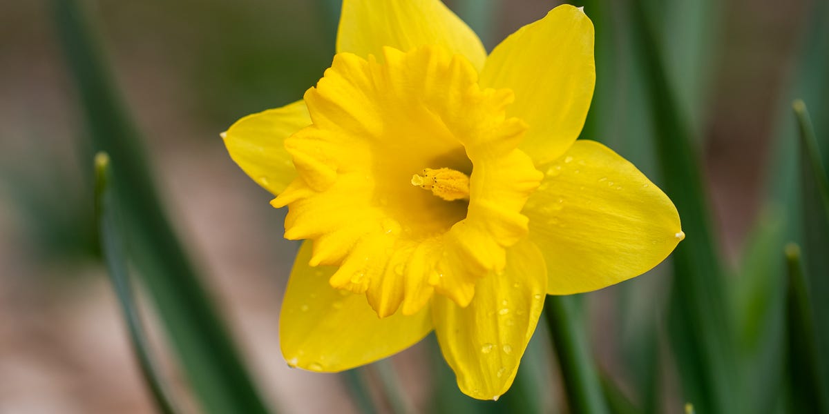 Seeing Daffodils in a New Way - by Susan Meyer
