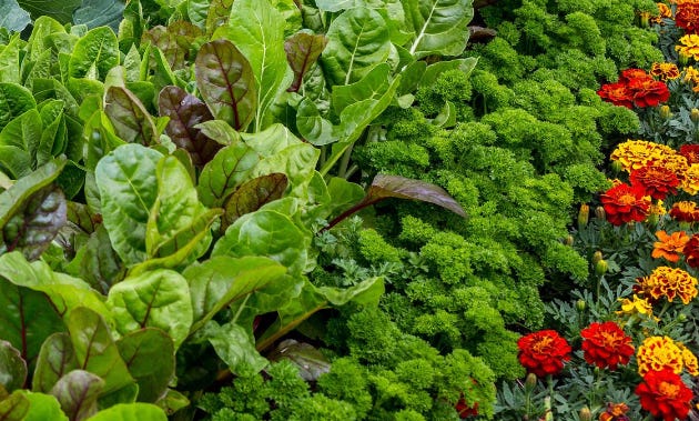 The Garden Minute ⏰: Monday 12 February 2024 - Plantaholics