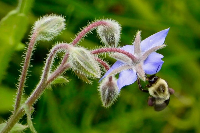 Fuzzy Buzzy Borage - by Dawn Epstein