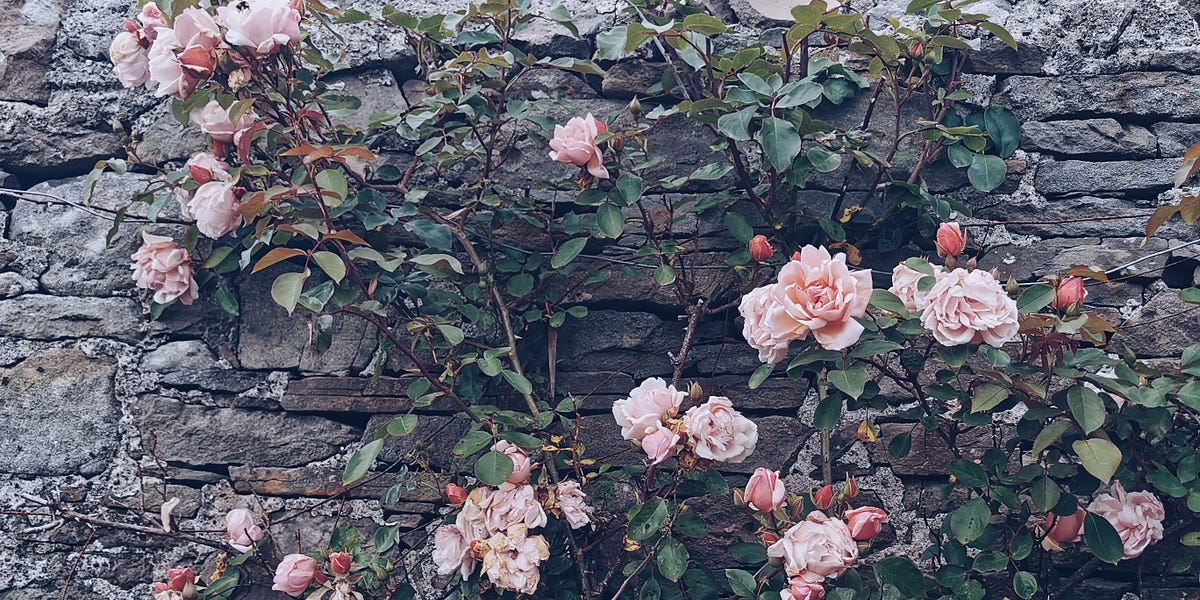 Using Substack Notes to make connections and grow your community