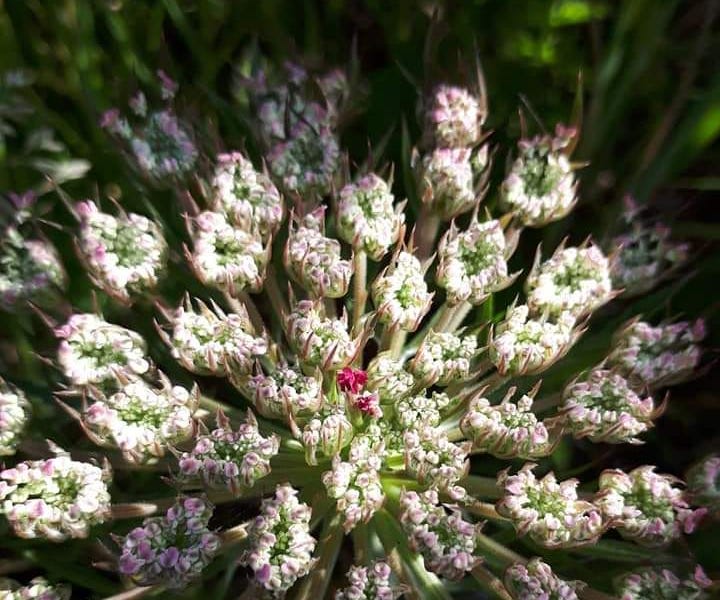 Soliphilia: On the Seeing of Stars - by Jacqueline Durban