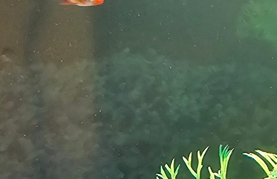 Invisible fish swim this ghost ocean now described by waves of sand, by ...