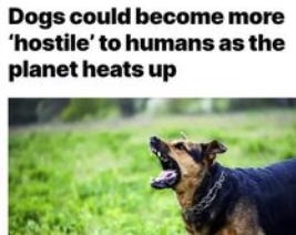 Dog Comms Examples - sleepydude’s Substack