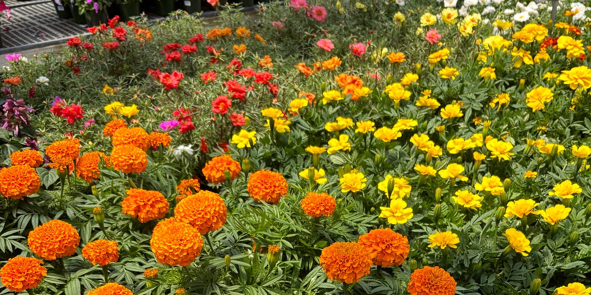 Issue no. 58: june; she'll change her tune - by Bea Mackay