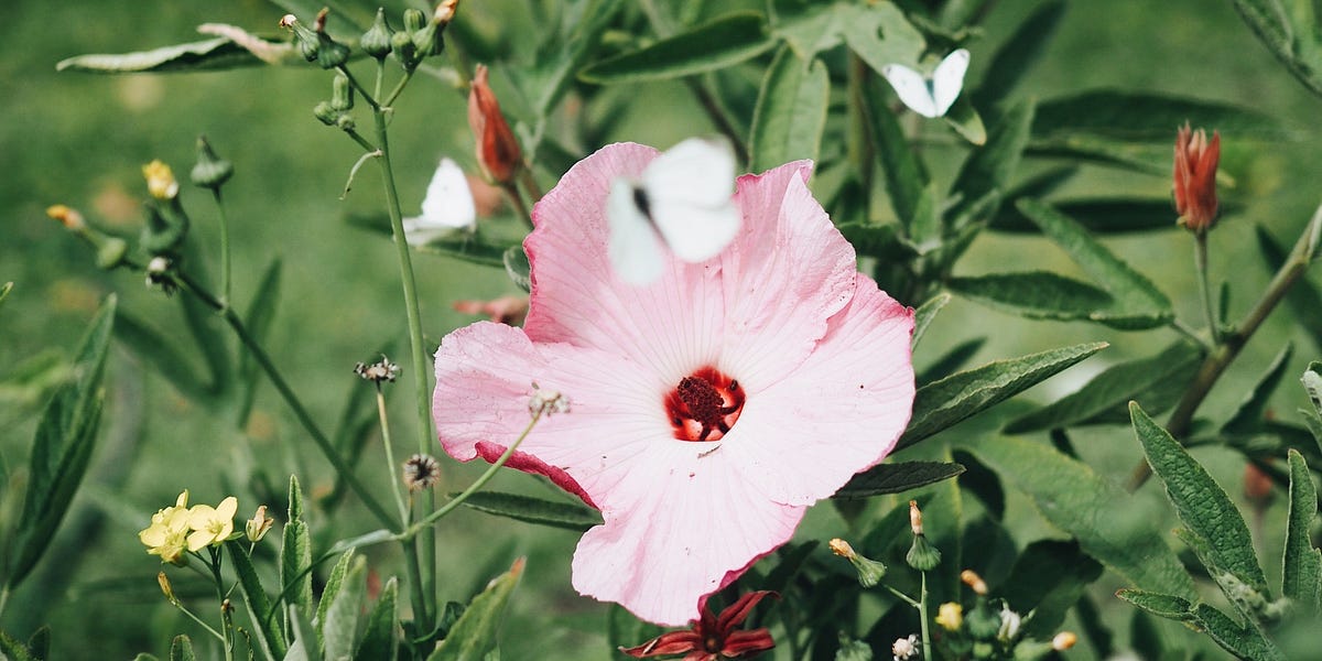 The quiet death of a beautiful garden - by Casey Lister
