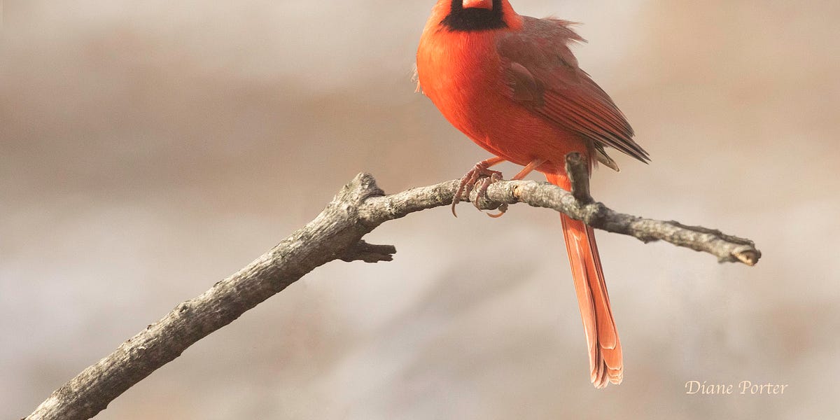 Why the Cardinal Is So Red - by Diane Porter - My Gaia