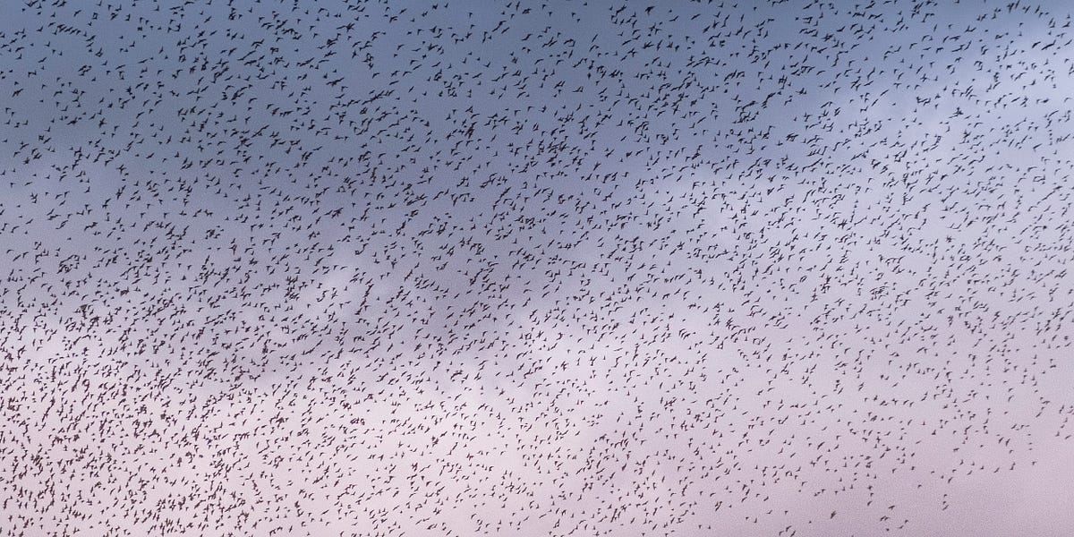 Murmuration communication - by Andrew Jones