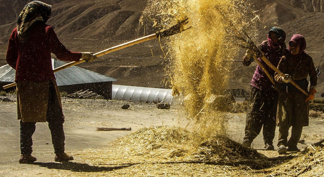 Winnowing the wheat from the chaff - by Cate Montana