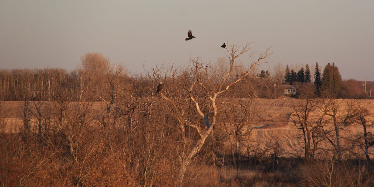 The Crow - by Andrea L Lawrence - Andrea’s Substack