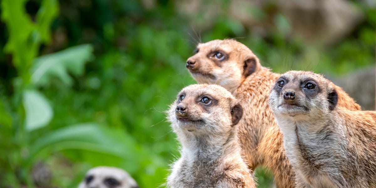 All About Meerkats: The Adorable and Surprisingly Complex Members of ...