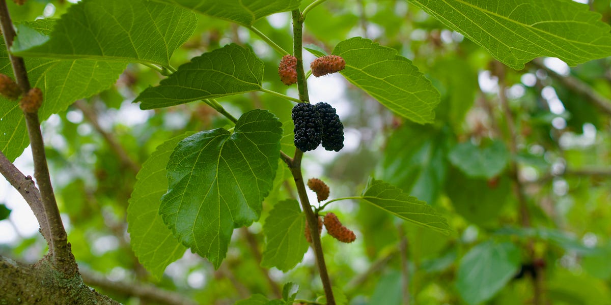 Happy Mulberry Moon - Trackless Wild with Janisse Ray