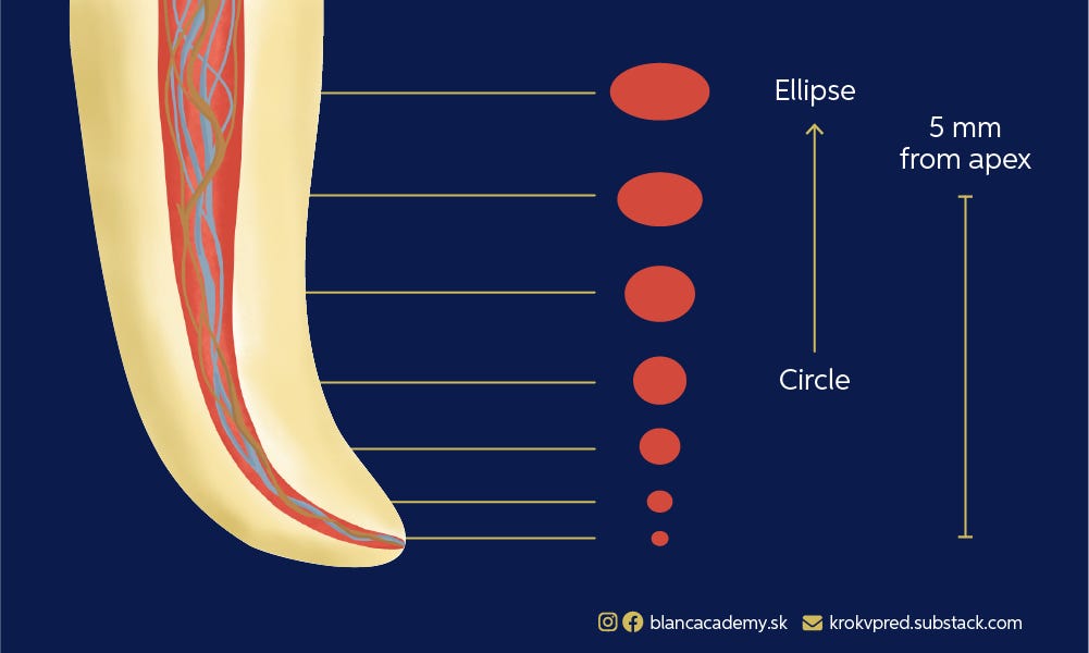 #22 Root canal diameters