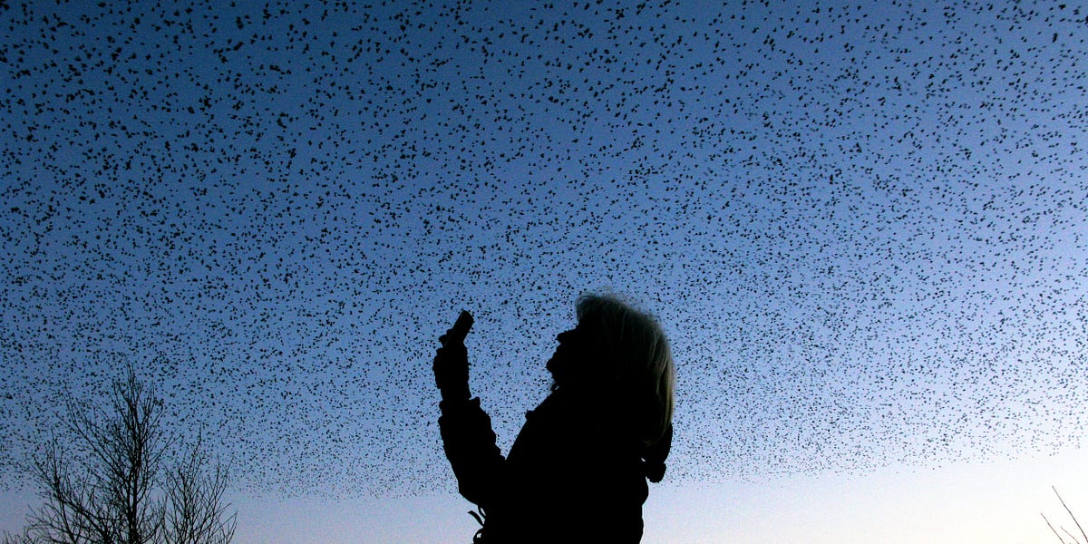 Murmuration Murmours - by David Bocking