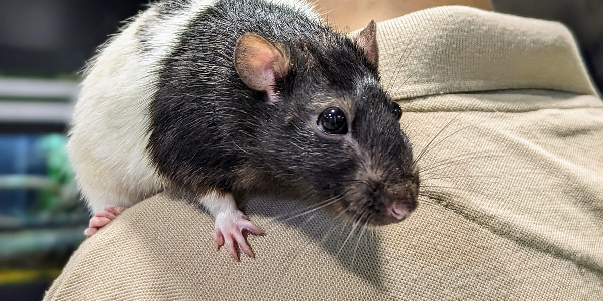 Bnei Brak's Rats - by Natan Slifkin - Rationalist Judaism