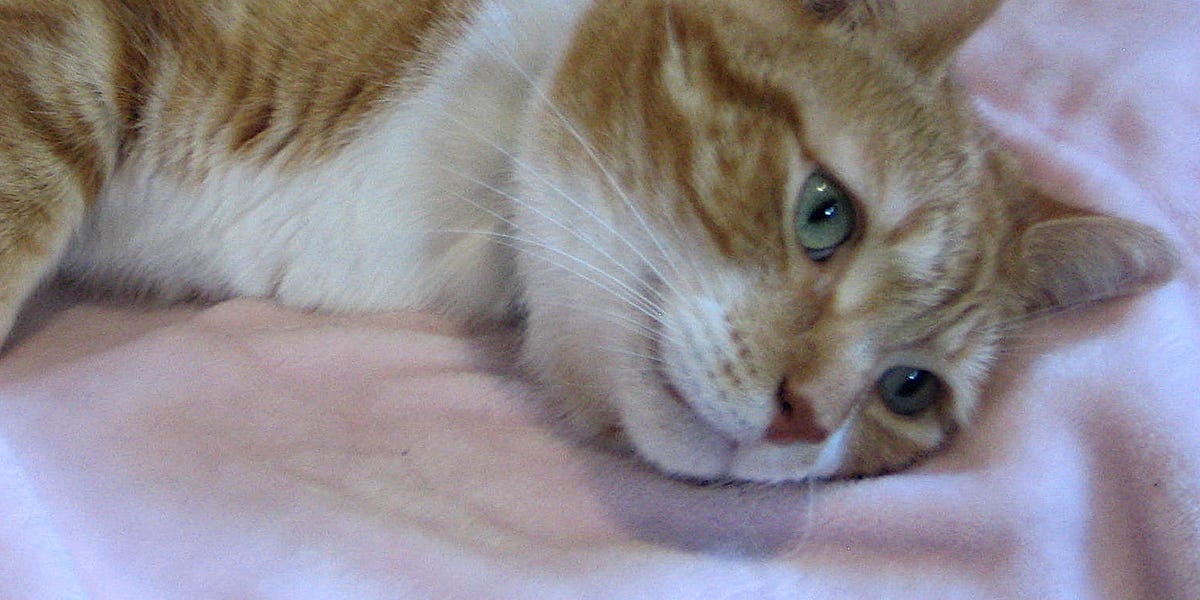 May is Orange Moons, Clouds of Crickets and New Ventures