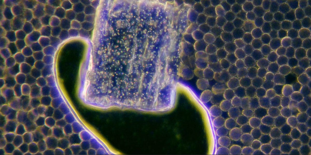 The Forced Evolution of Humanity: FIRST-HAND EVIDENCE of nanotechnology ...