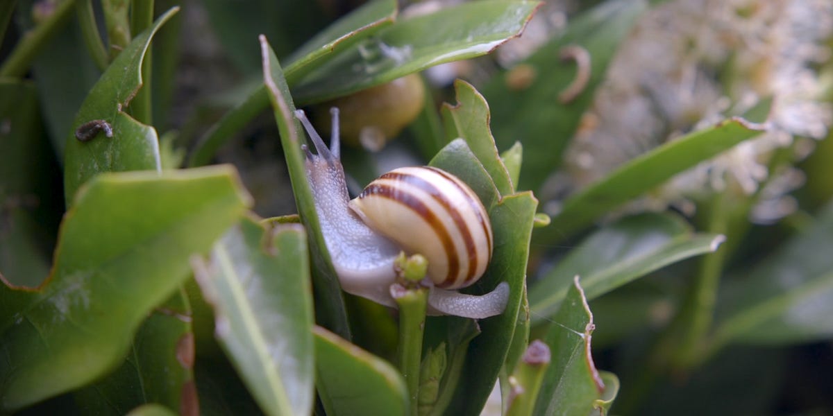 A short film about snails. - by Thomas Winward