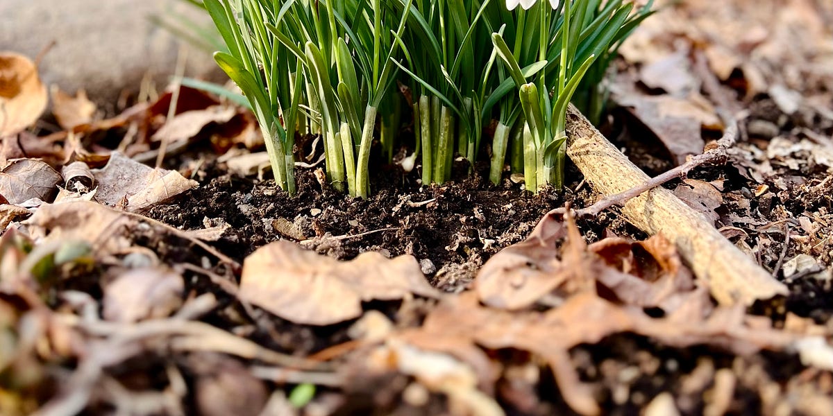 Resistance - by Taishin Michael Augustin - A Phoenix’s Hut