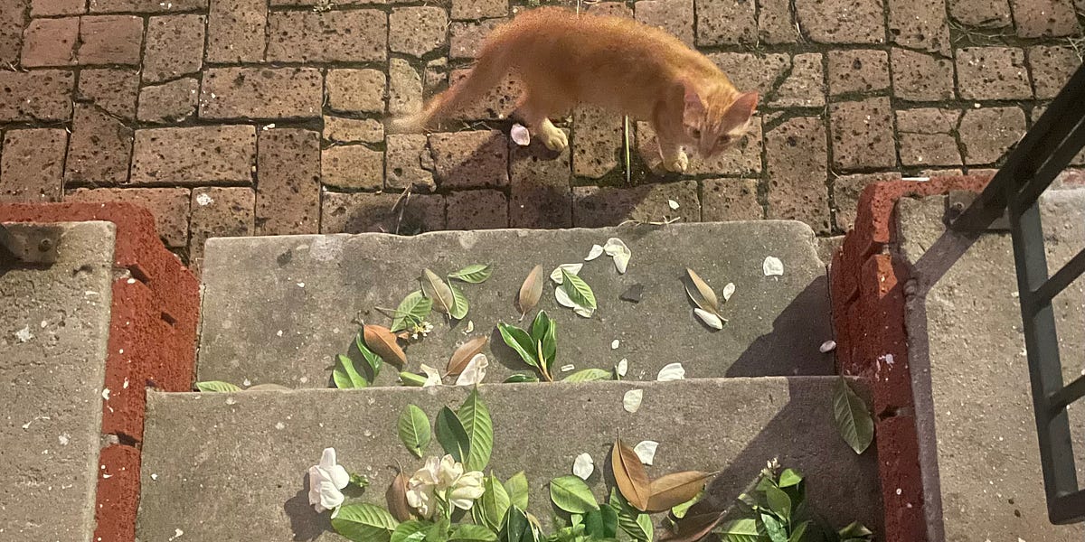 The Creole Cat Connection - irene’s Substack