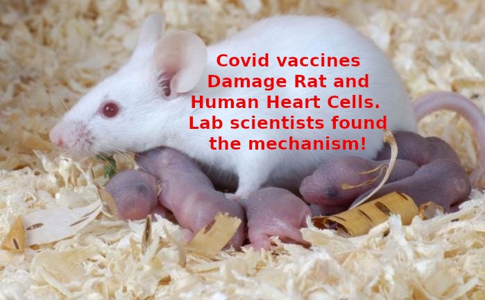 Vaccinated Rat and Human Heart Cell Study Shows How Hearts Get Damaged