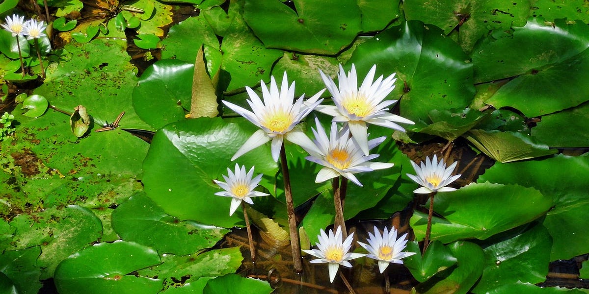 Harmony of Creation - by Ed Sharrow - Ed’s Newsletter