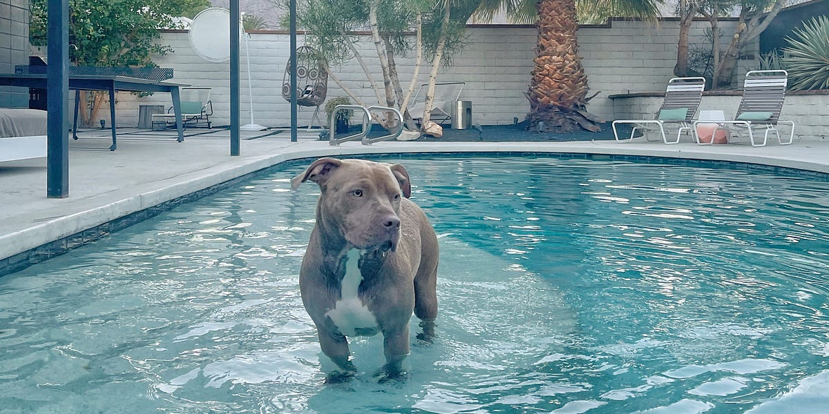 Small dog people. - by Orlando - The Lost Arrow