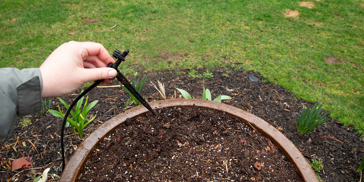 The Beginner's Guide to Watering Your Container Garden
