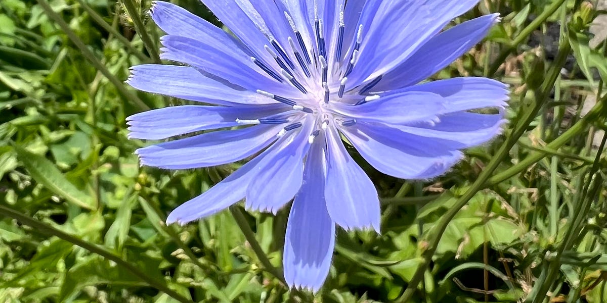 Why Chicory? - by Chris Baker - The Oyster Log