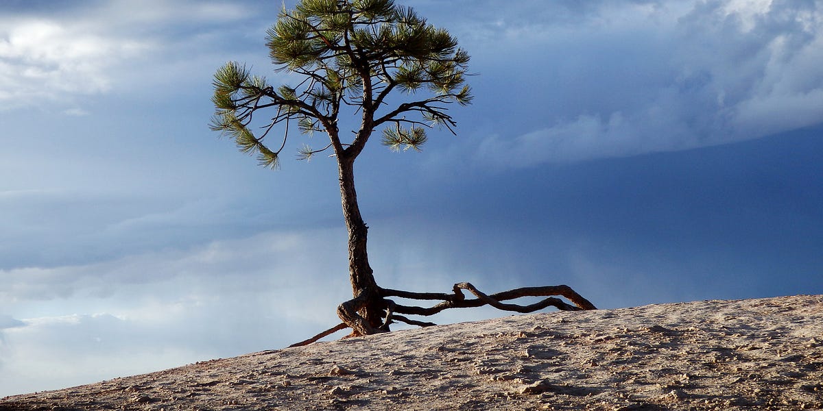 The Root of Self - by Kaz Johnson-Salami - The Roadmap