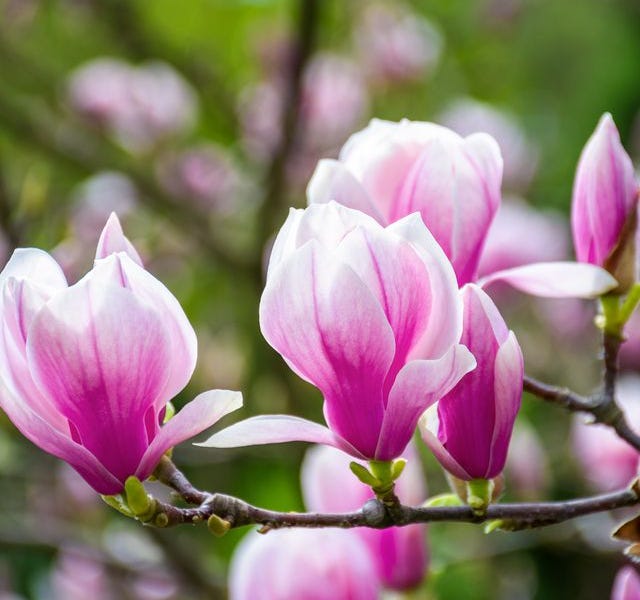 Introducing the Magnolia Map HFX - Magnolia Map HFX