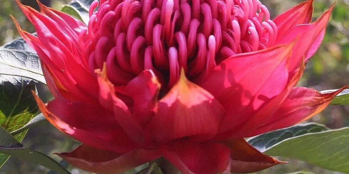 Ginger Cake, No Wins and Mutual Friends - by Janey Nash